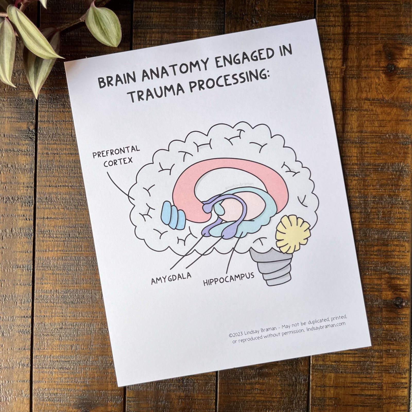 Learning About the Brain: A Brain Worksheet PDF Resource ...
