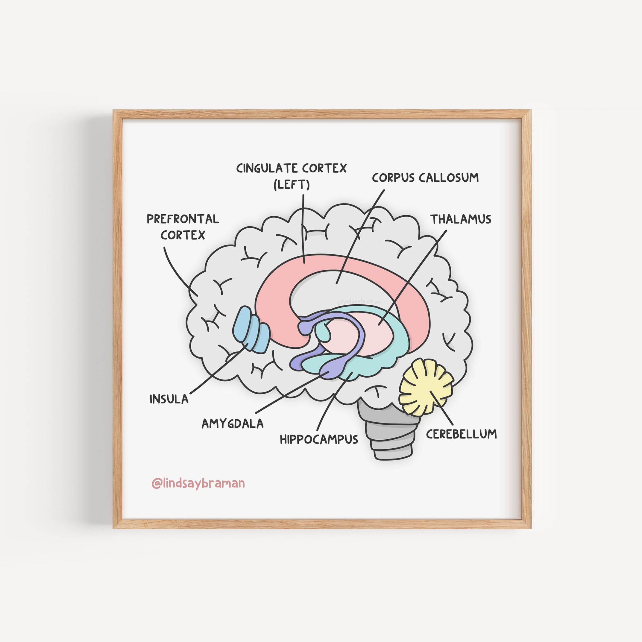 Art Print: Learning About the Brain (Anatomy) - LindsayBraman.com